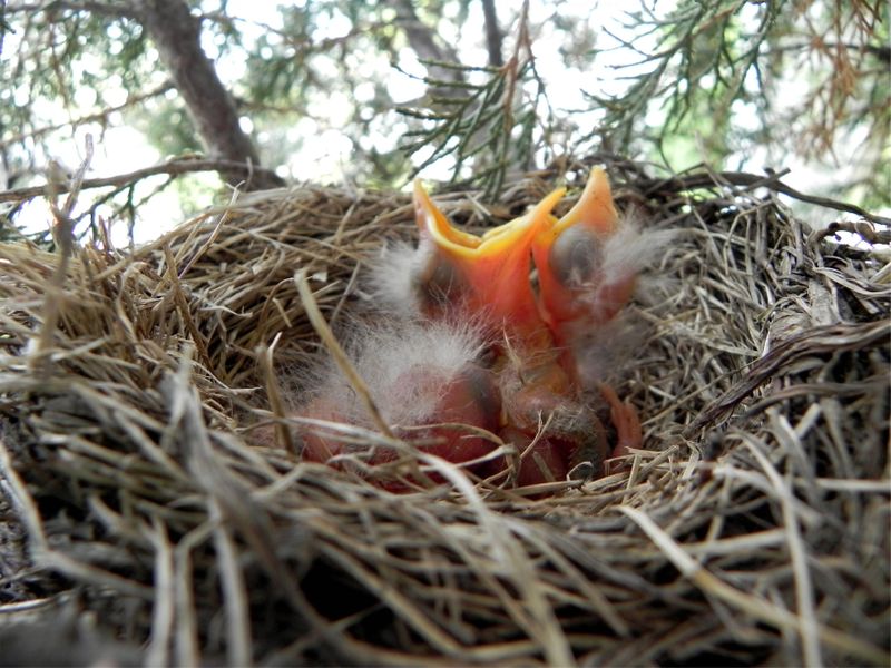 Newborn robins in tree by entrance | Smithsonian Photo Contest ...