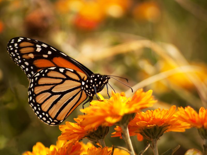 a butterfly on a mum | Smithsonian Photo Contest | Smithsonian Magazine