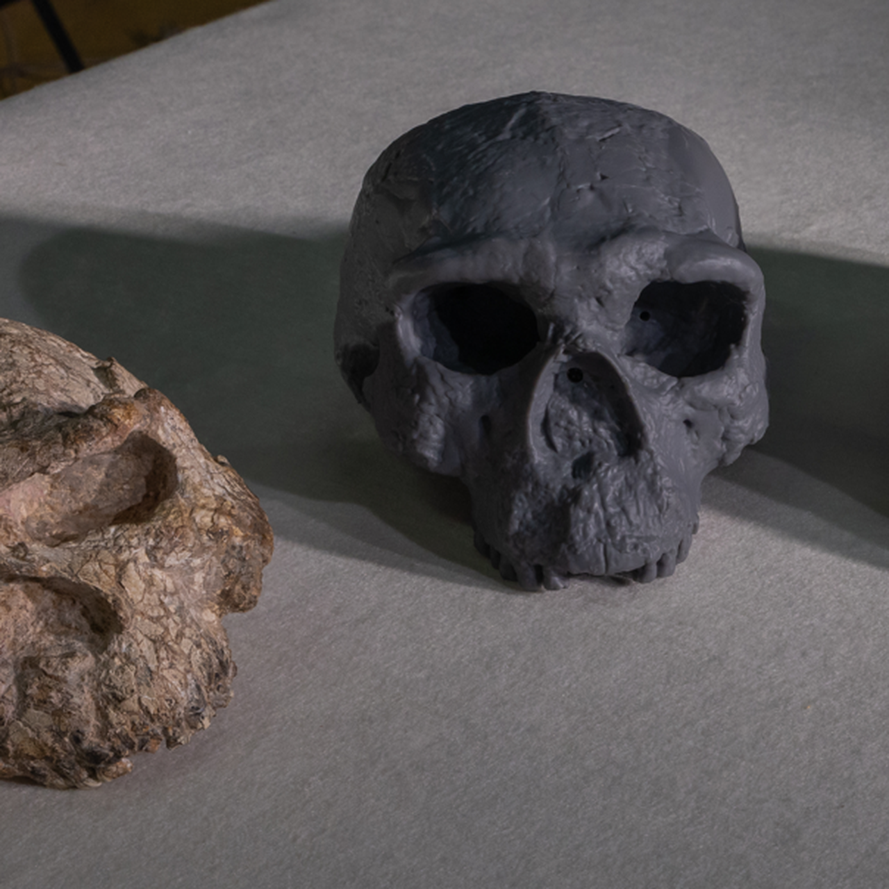 human evolution skulls