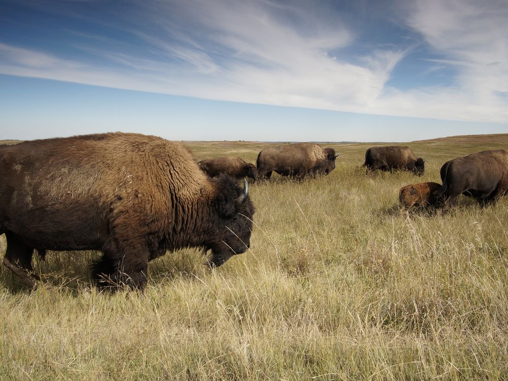 The Ecological Benefits of Rehoming a National Park's Booming Bison ...