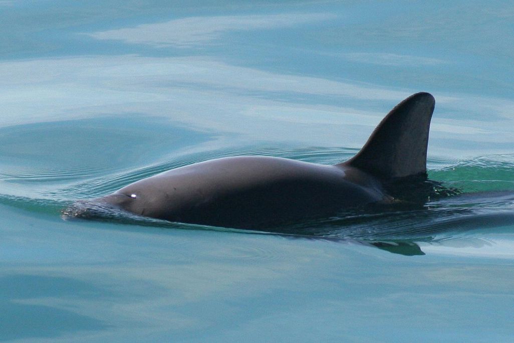 cute porpoise