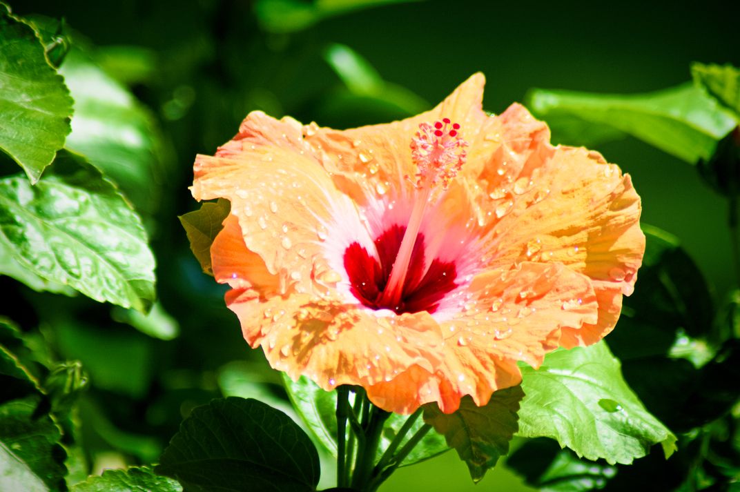 Beautiful Orange Flower | Smithsonian Photo Contest | Smithsonian Magazine