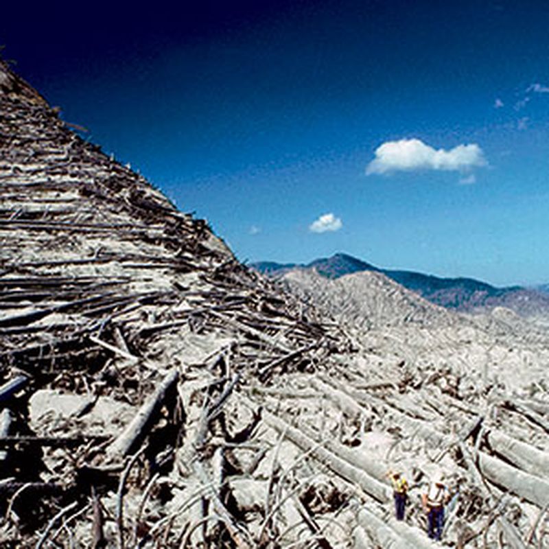 Mount Saint Helens Trees