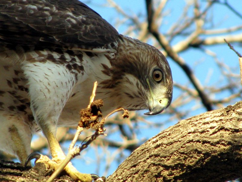 hawk sitting in tree feeding | Smithsonian Photo Contest | Smithsonian ...