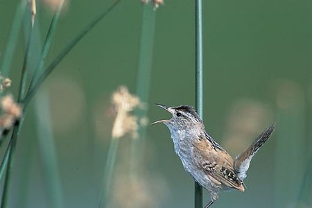 Wildlife News & Features | Smithsonian Magazine