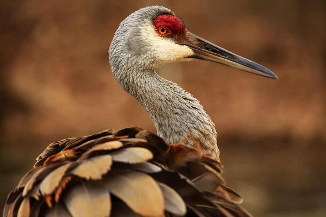A Sand Crane During Winter | Smithsonian Photo Contest | Smithsonian ...