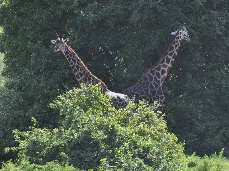 Which way should we go - Giraffes | Smithsonian Photo Contest ...