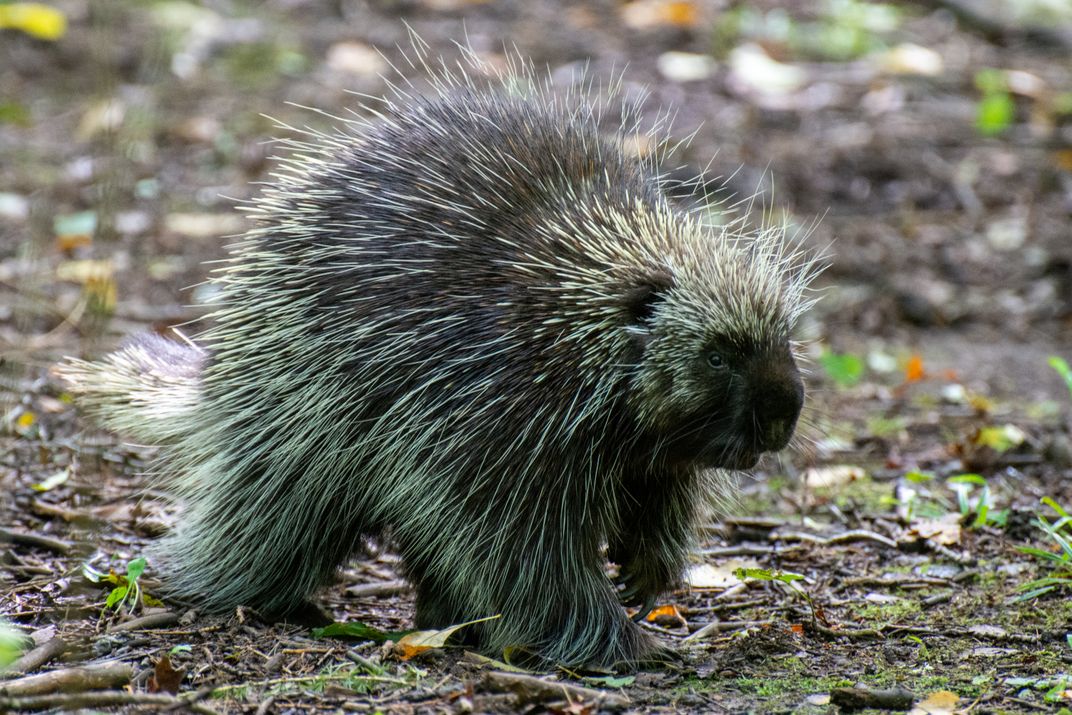 Porcupine on the Hiking the trail. | Smithsonian Photo Contest ...