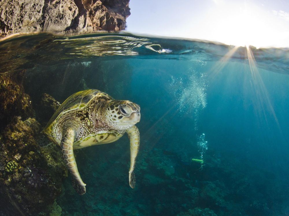 Swimming with sea turtles at sunset. | Smithsonian Photo Contest ...