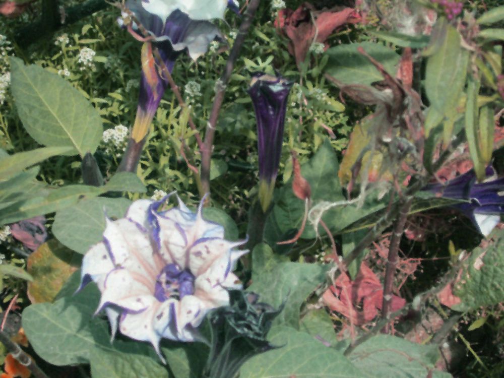 Purple Flowers | Smithsonian Photo Contest | Smithsonian Magazine