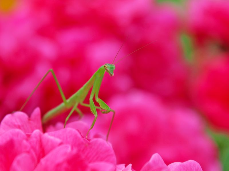 Baby Mantis in the Rose Garden | Smithsonian Photo Contest ...