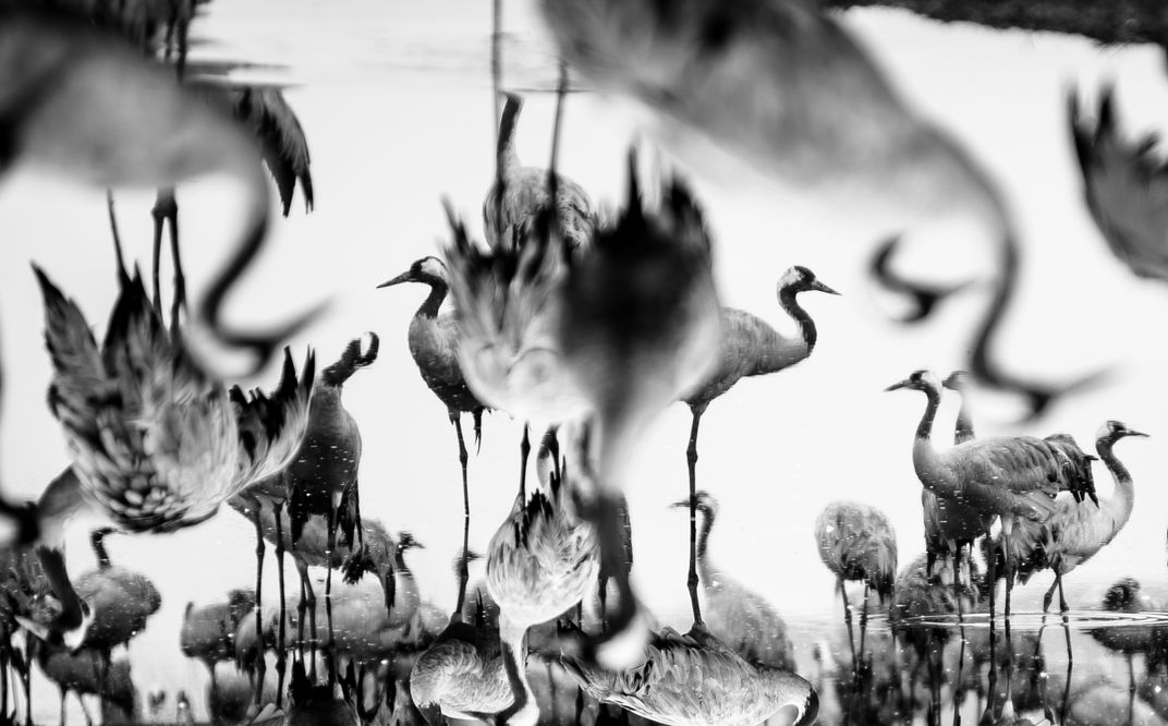 Crane Puzzle | Smithsonian Photo Contest | Smithsonian Magazine
