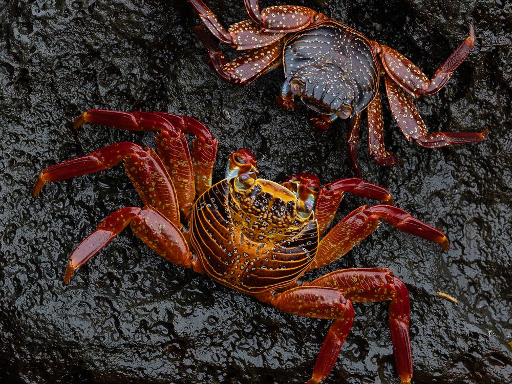 Red Crabs | Smithsonian Photo Contest | Smithsonian Magazine