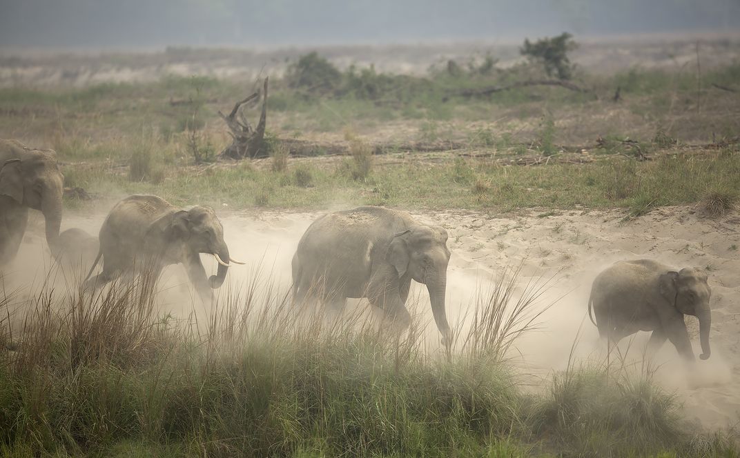 Dusty Elephants | Smithsonian Photo Contest | Smithsonian Magazine