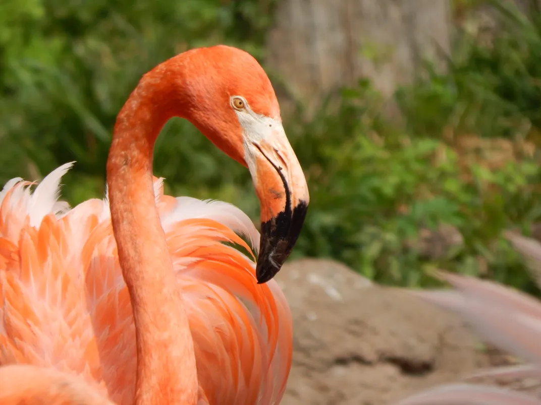 Pretty Pink Flamingo | Smithsonian Photo Contest | Smithsonian Magazine