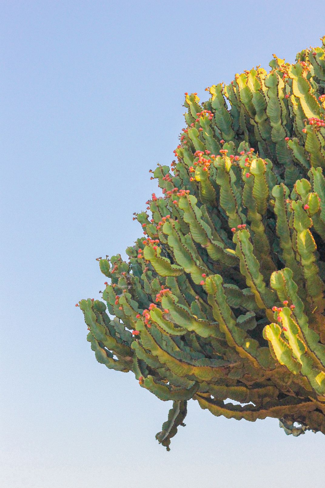A cactus tree in the Queen of Sheba's Palace | Smithsonian Photo ...