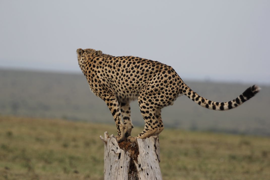 Cheetah reclaiming her space | Smithsonian Photo Contest | Smithsonian ...