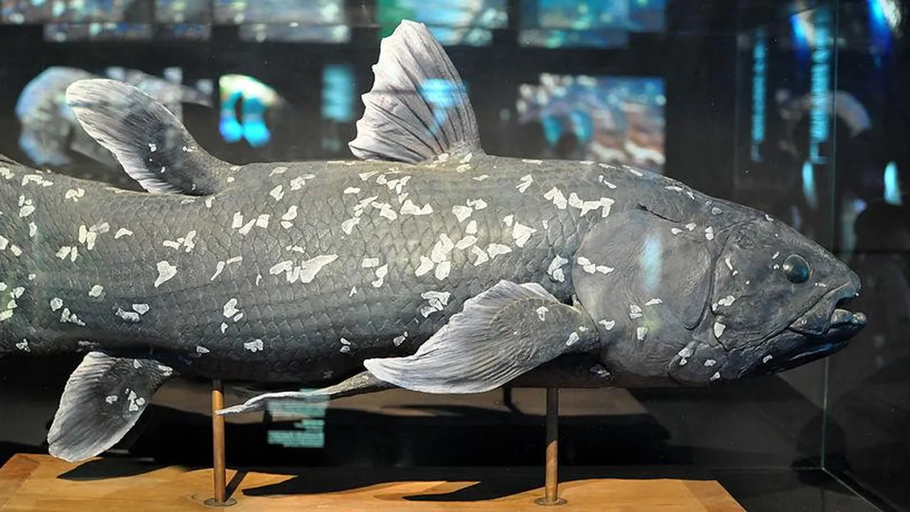 coelacanth prehistoric