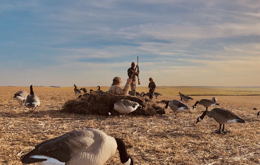 Resetting for round 2 of the 1st goose hunt of the season | Smithsonian ...
