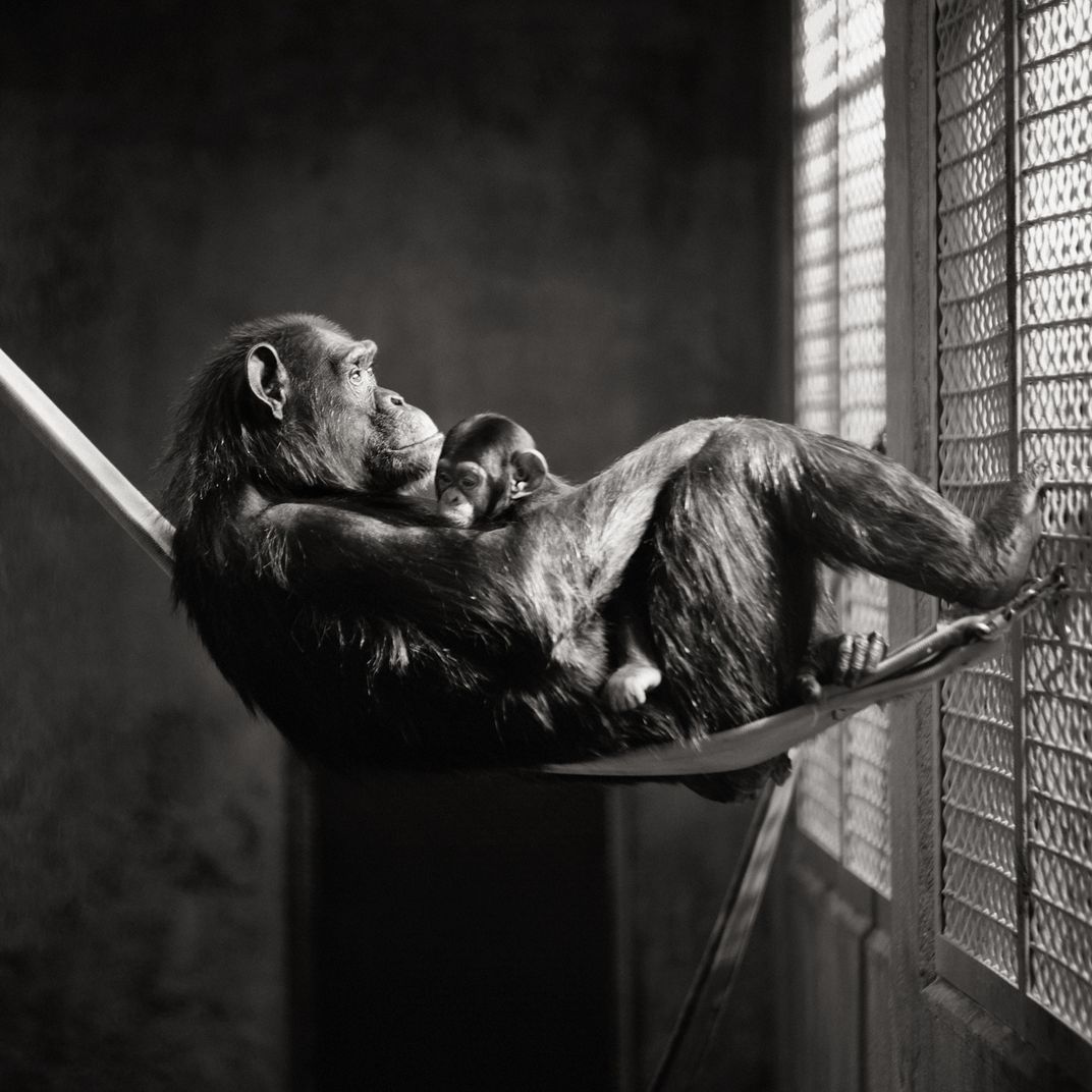 Chimpanzees in an enclosure at the Detroit Zoo. | Smithsonian Photo ...