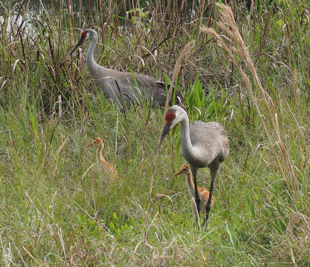 Meet the Crane family. | Smithsonian Photo Contest | Smithsonian Magazine