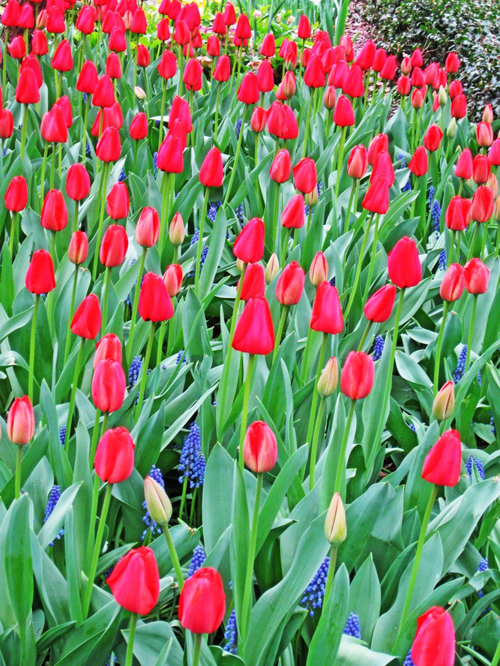 tulips on parade | Smithsonian Photo Contest | Smithsonian Magazine