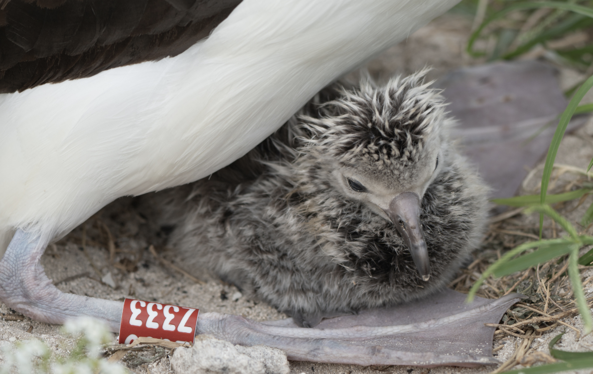 See the Adorable Video of Wisdom, the World's Oldest Wild Bird, Tending ...