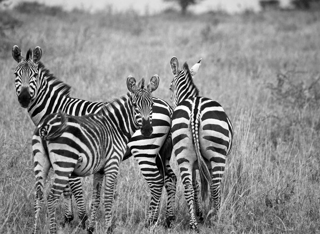 Zebra | Smithsonian Photo Contest | Smithsonian Magazine