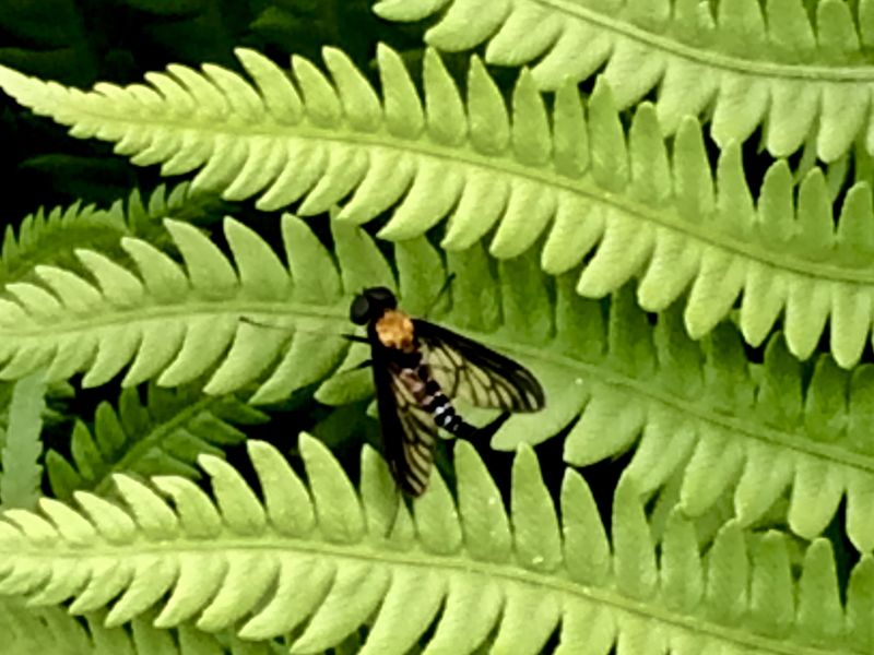 Fern Fly | Smithsonian Photo Contest | Smithsonian Magazine