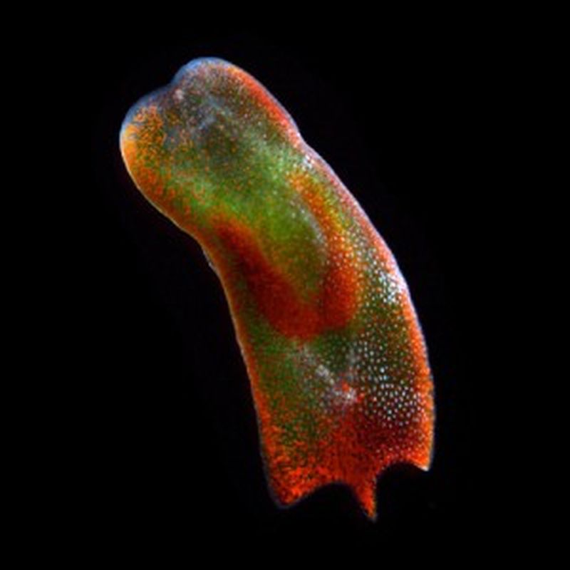 Flatworms Examples
