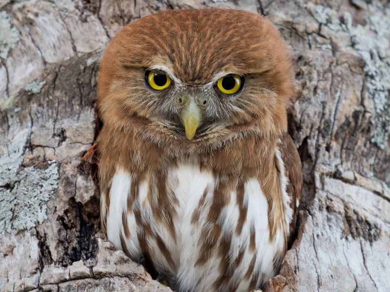 Glaucidium brasilianum | Smithsonian Photo Contest | Smithsonian Magazine
