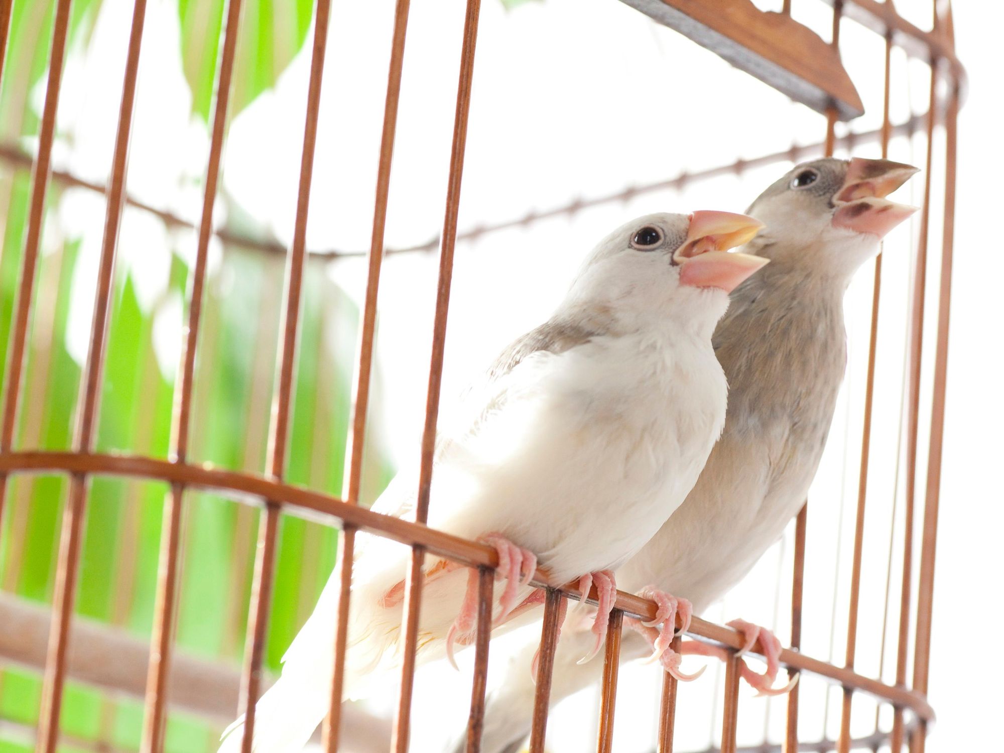 These Sparrows Sing to the Beat of Their Own Drum