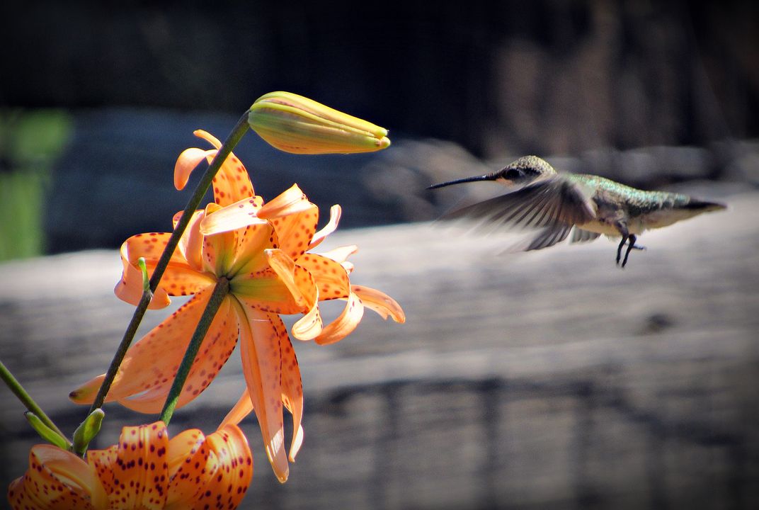 Hummingbird Visiting The Tiger Lily Blooms... | Smithsonian Photo ...