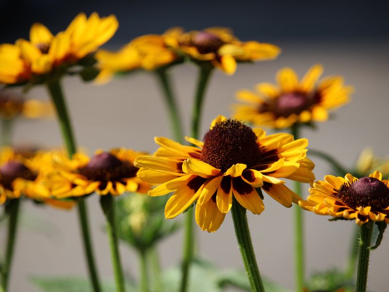 Rudbeckia in the sun | Smithsonian Photo Contest | Smithsonian Magazine