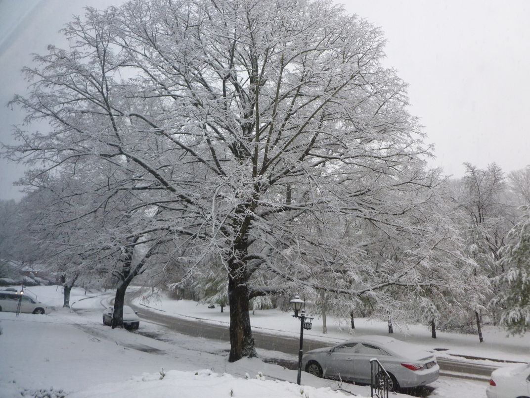 Snow in the early morning | Smithsonian Photo Contest | Smithsonian ...