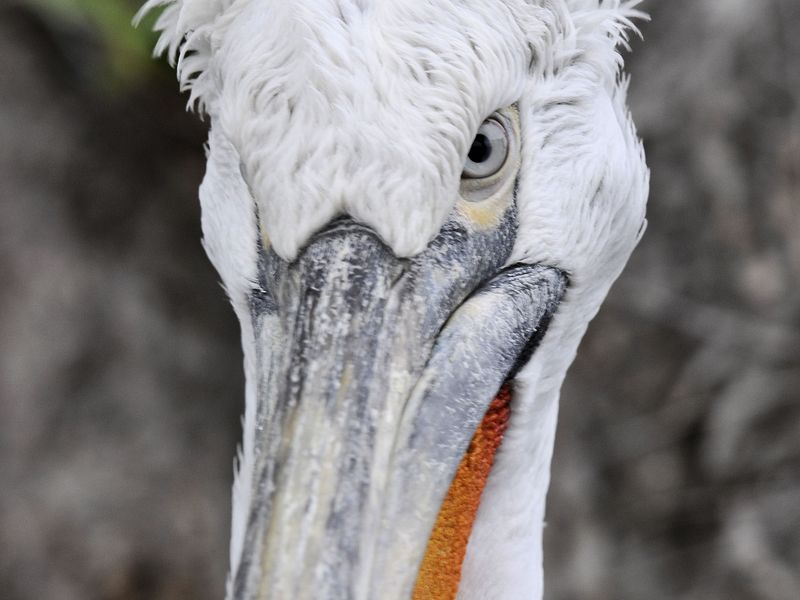 Pelican' look | Smithsonian Photo Contest | Smithsonian Magazine