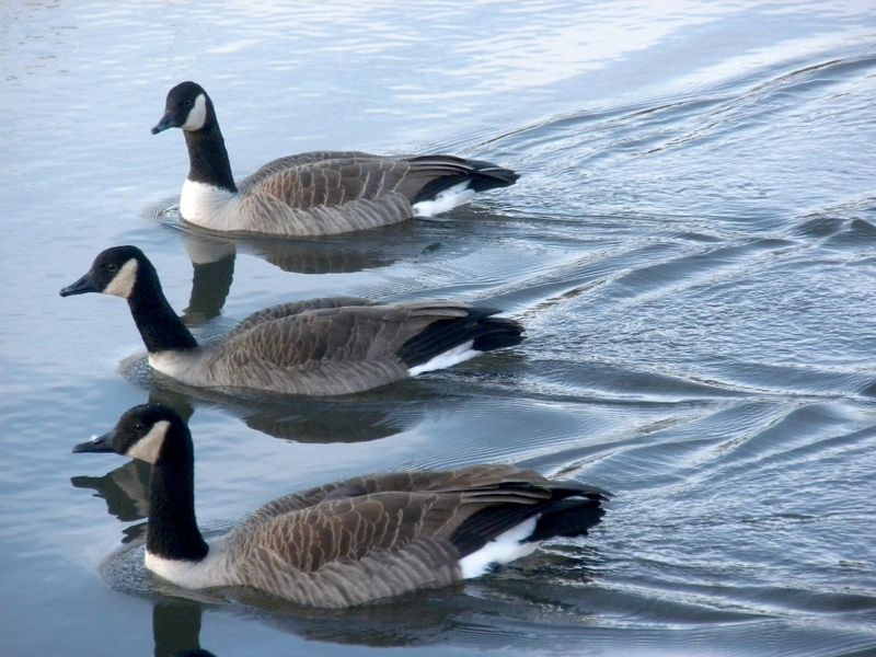 Canadian Geese swimming in a pond. This was taken in Detroit, MI ...