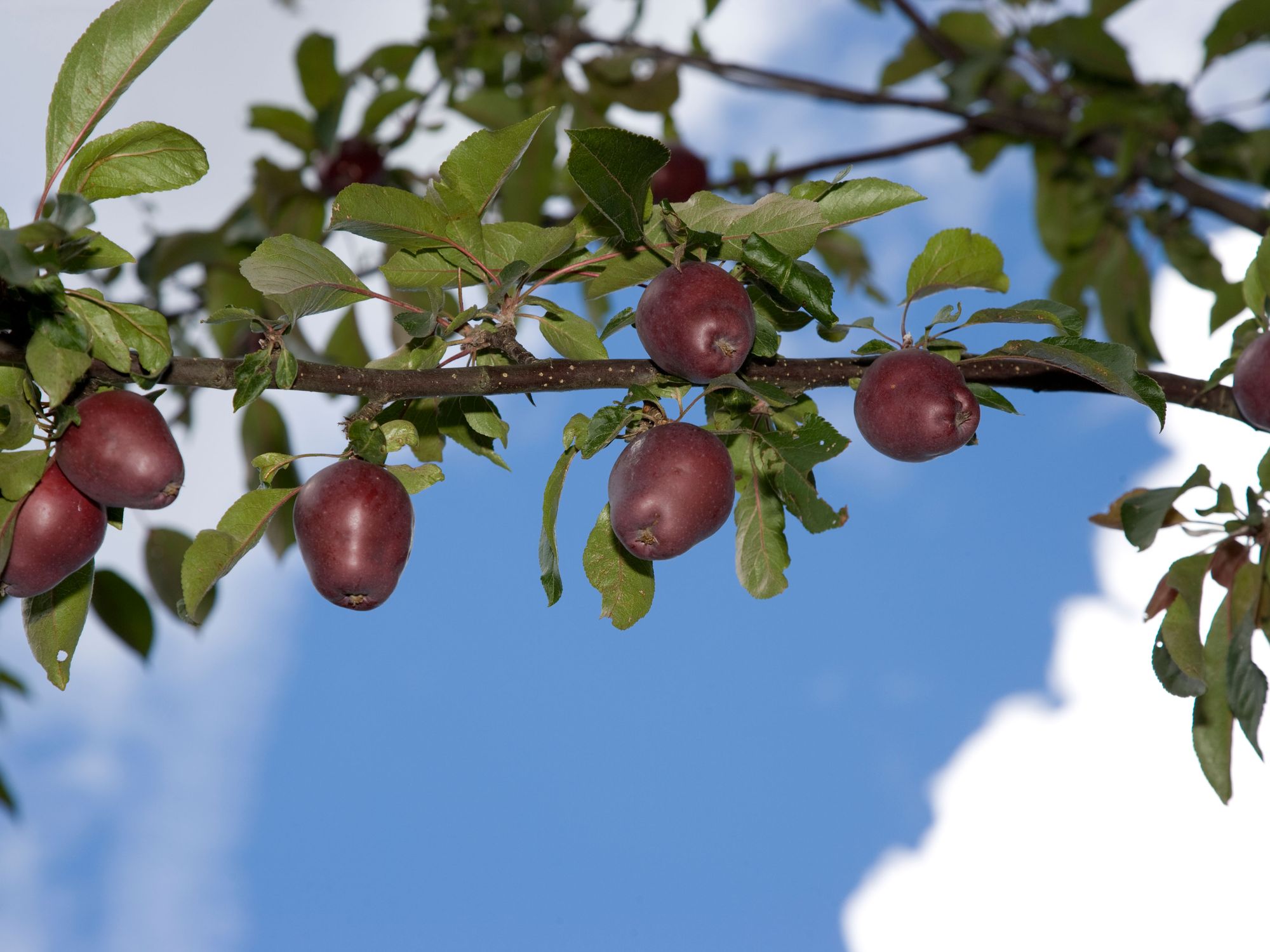 Saving the Apple's Ancient Ancestor in the Forests of Kazakhstan