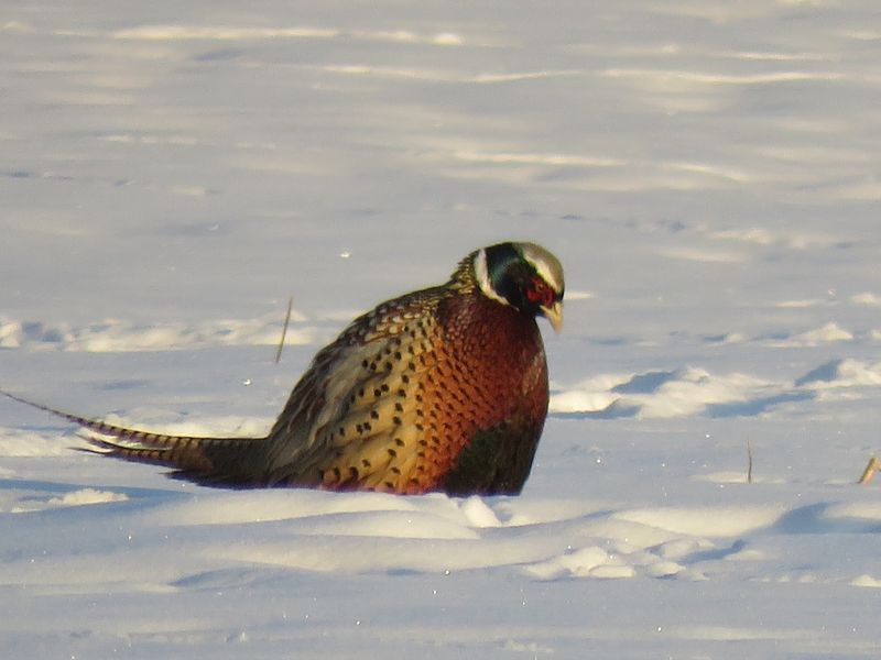Snowy Pheasant | Smithsonian Photo Contest | Smithsonian Magazine