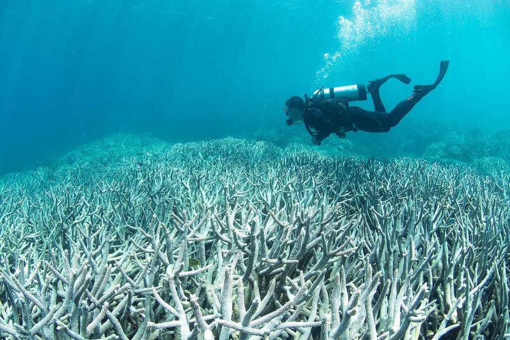 coral mining causes