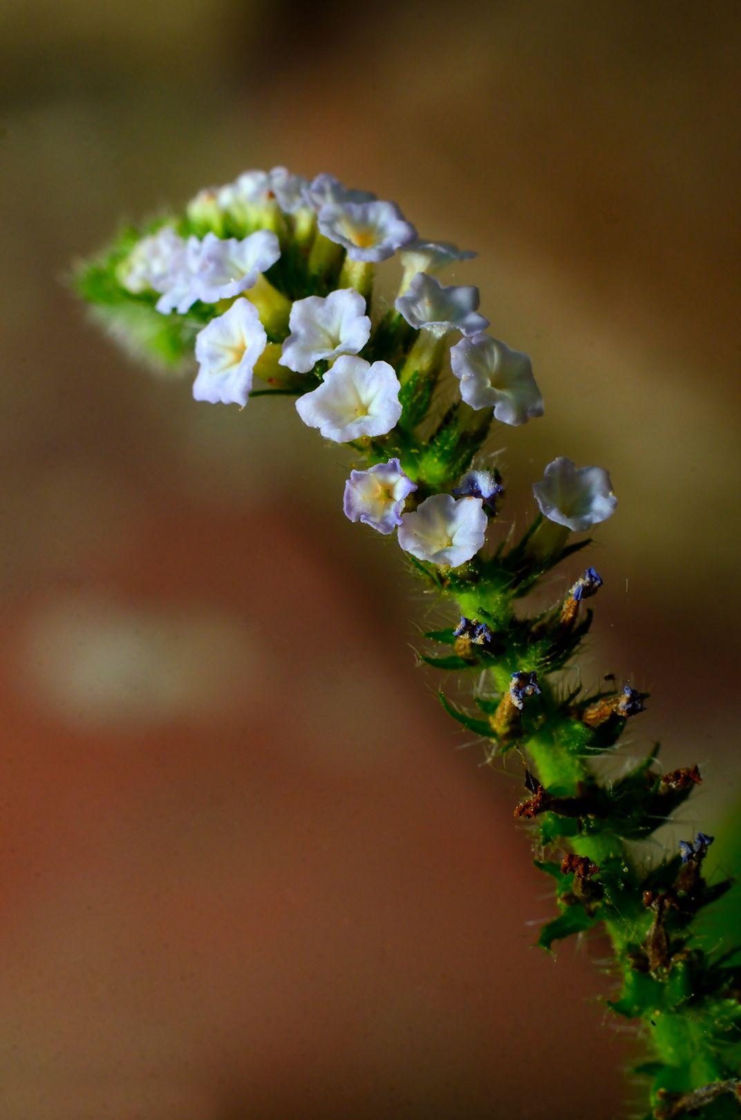 Indian heliotrope | Smithsonian Photo Contest | Smithsonian Magazine