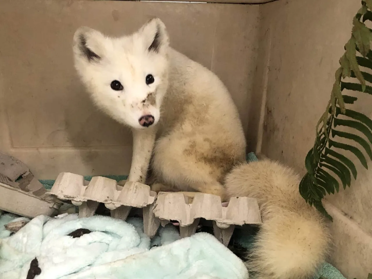 white stuffed fox