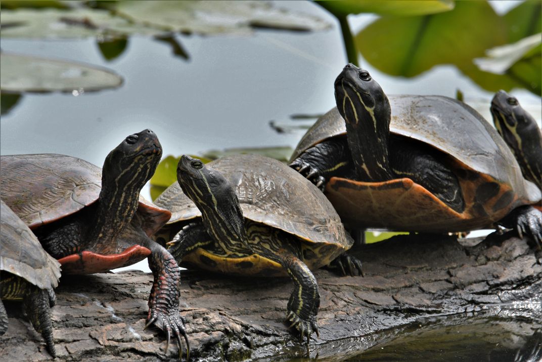 Turtles Logging Out | Smithsonian Photo Contest | Smithsonian Magazine