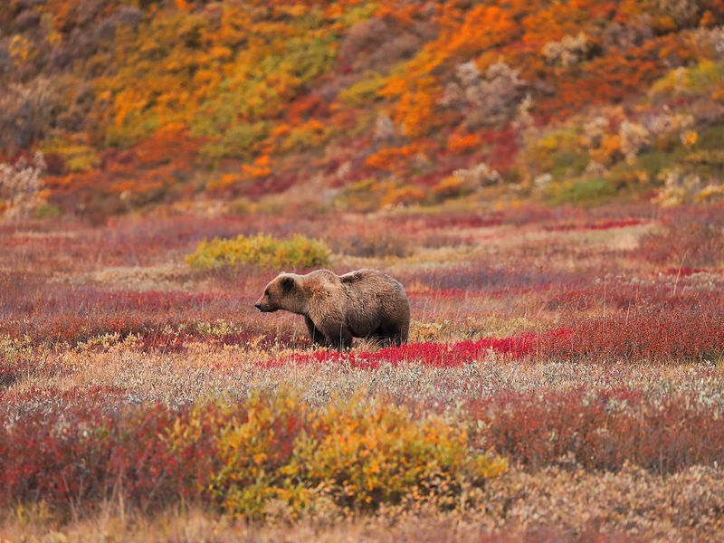 Tundra Fall | Smithsonian Photo Contest | Smithsonian Magazine