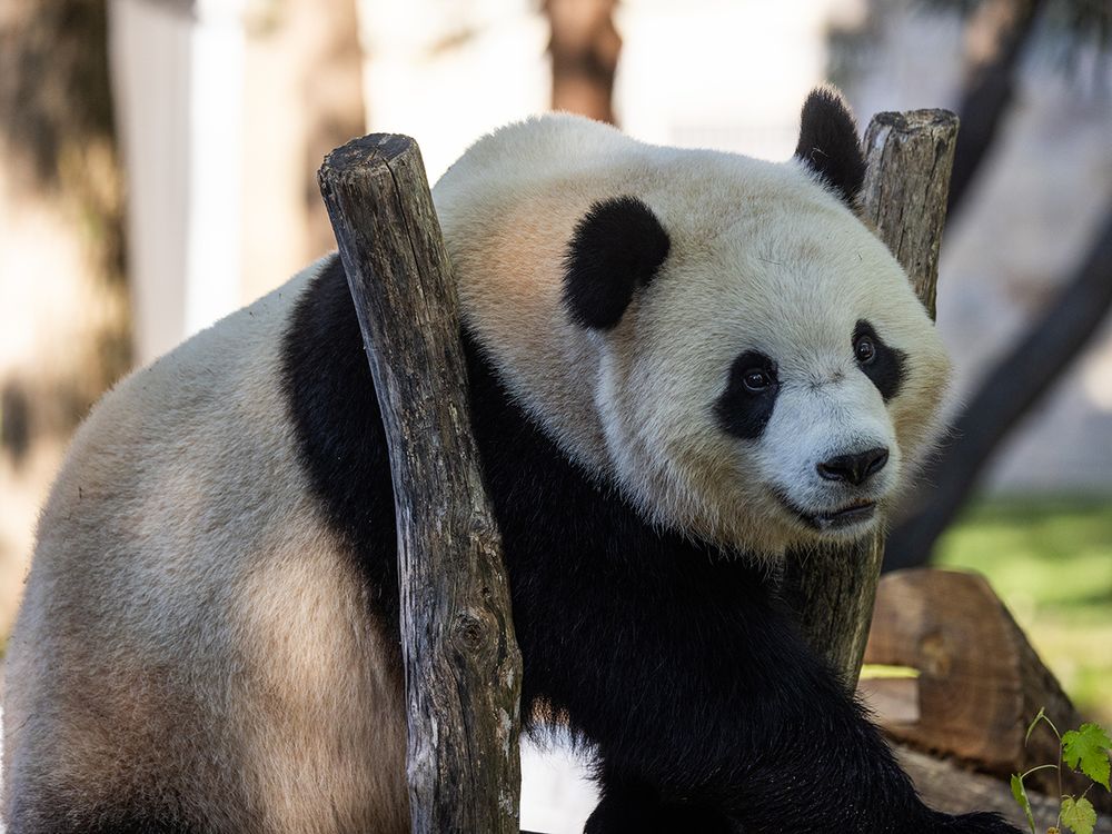 How Can You Tell the National Zoo's Giant Pandas Apart? | Smithsonian ...