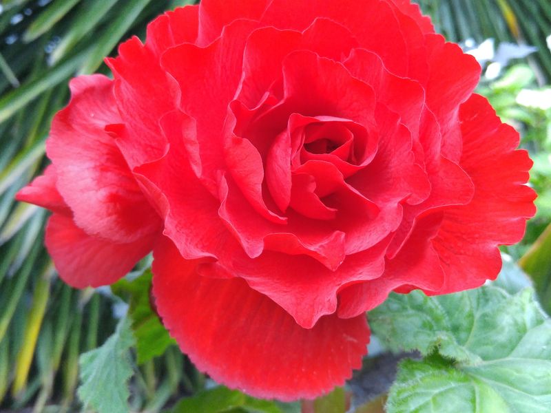 Tuberous begonia, red | Smithsonian Photo Contest | Smithsonian Magazine