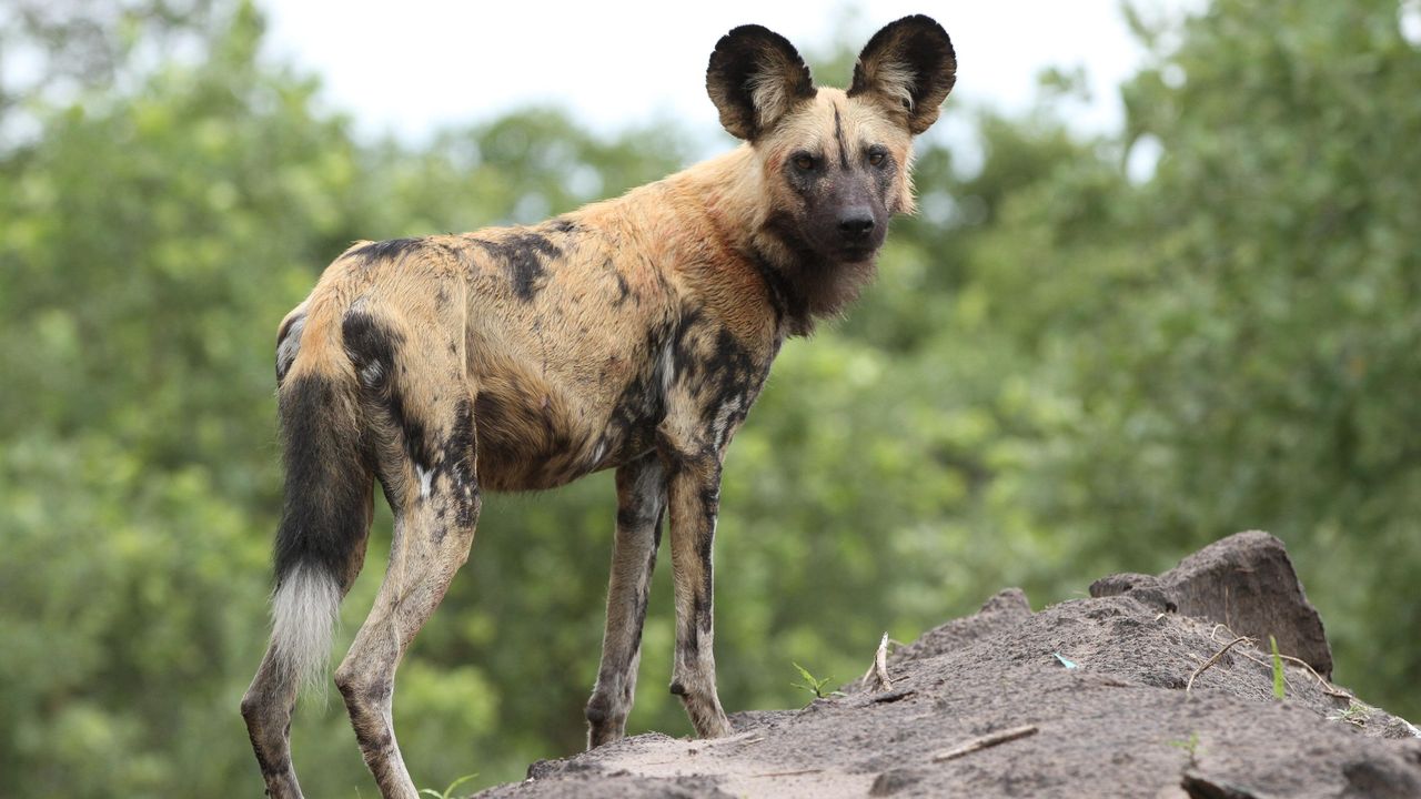 wild dogs type