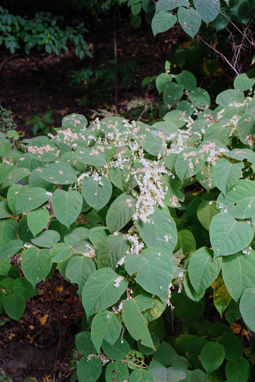 leaves and shade | Smithsonian Photo Contest | Smithsonian Magazine