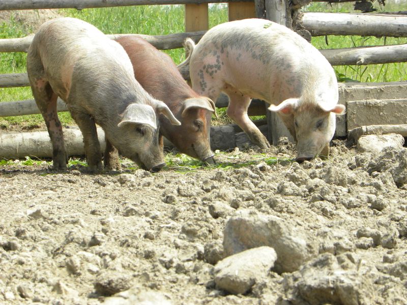 Three Little Pigs at the Ukrainian Cultural Village outside Edmonton ...