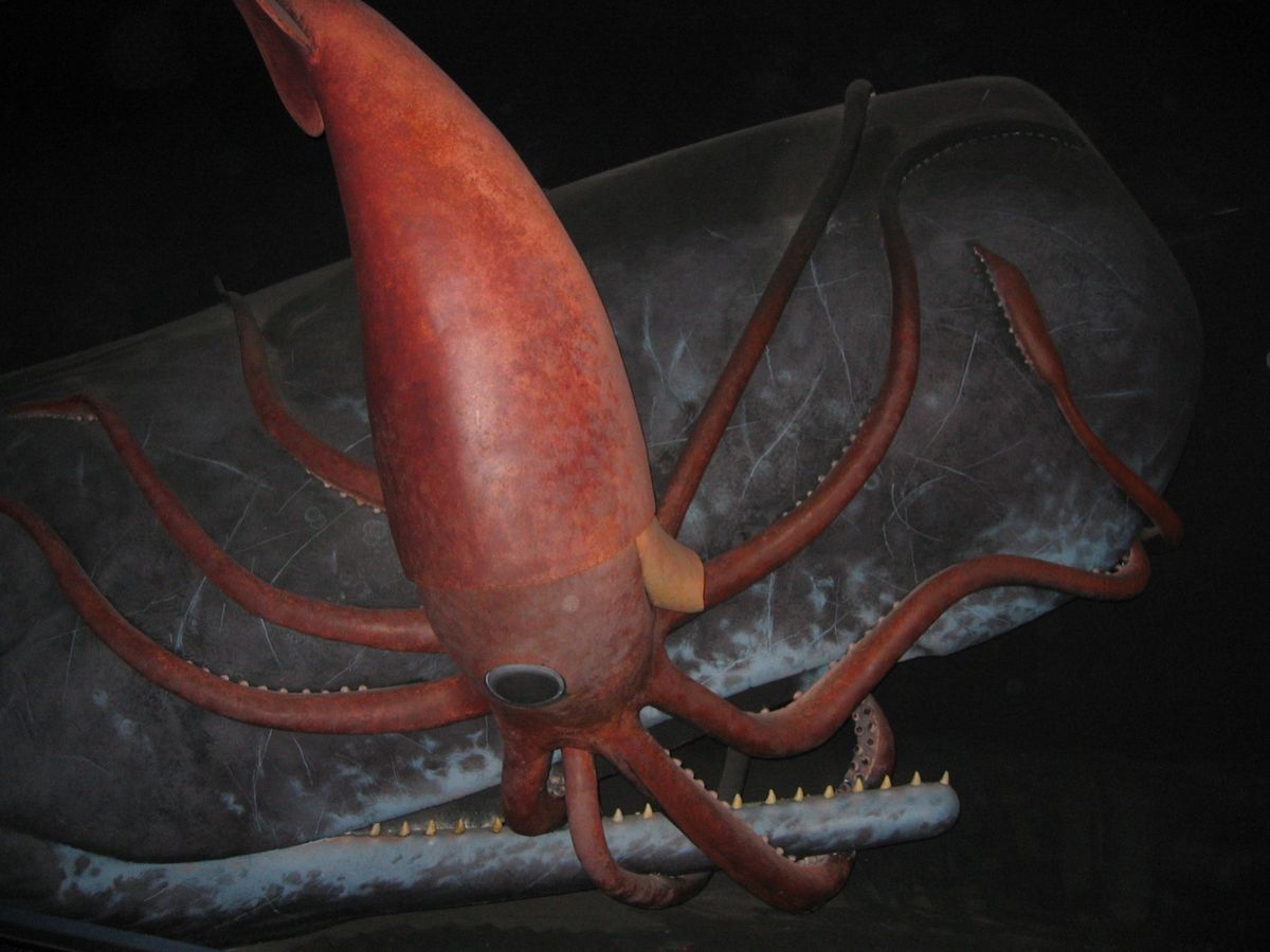 colossal squid display